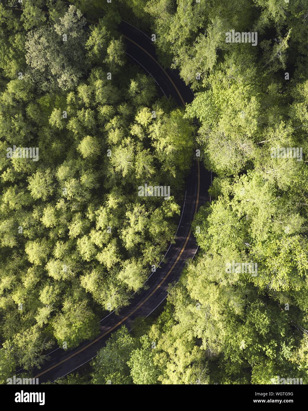 Curvy trees hi-res stock photography and images - Alamy