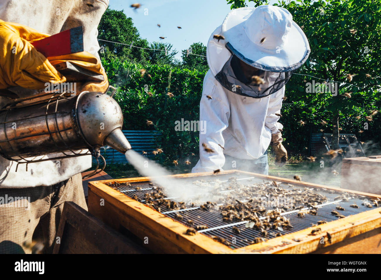 Group beekeepers hi-res stock photography and images - Alamy