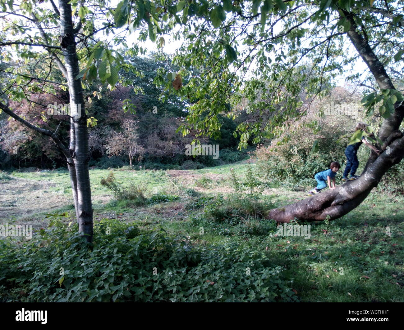 Two men climbing tree hi-res stock photography and images - Alamy
