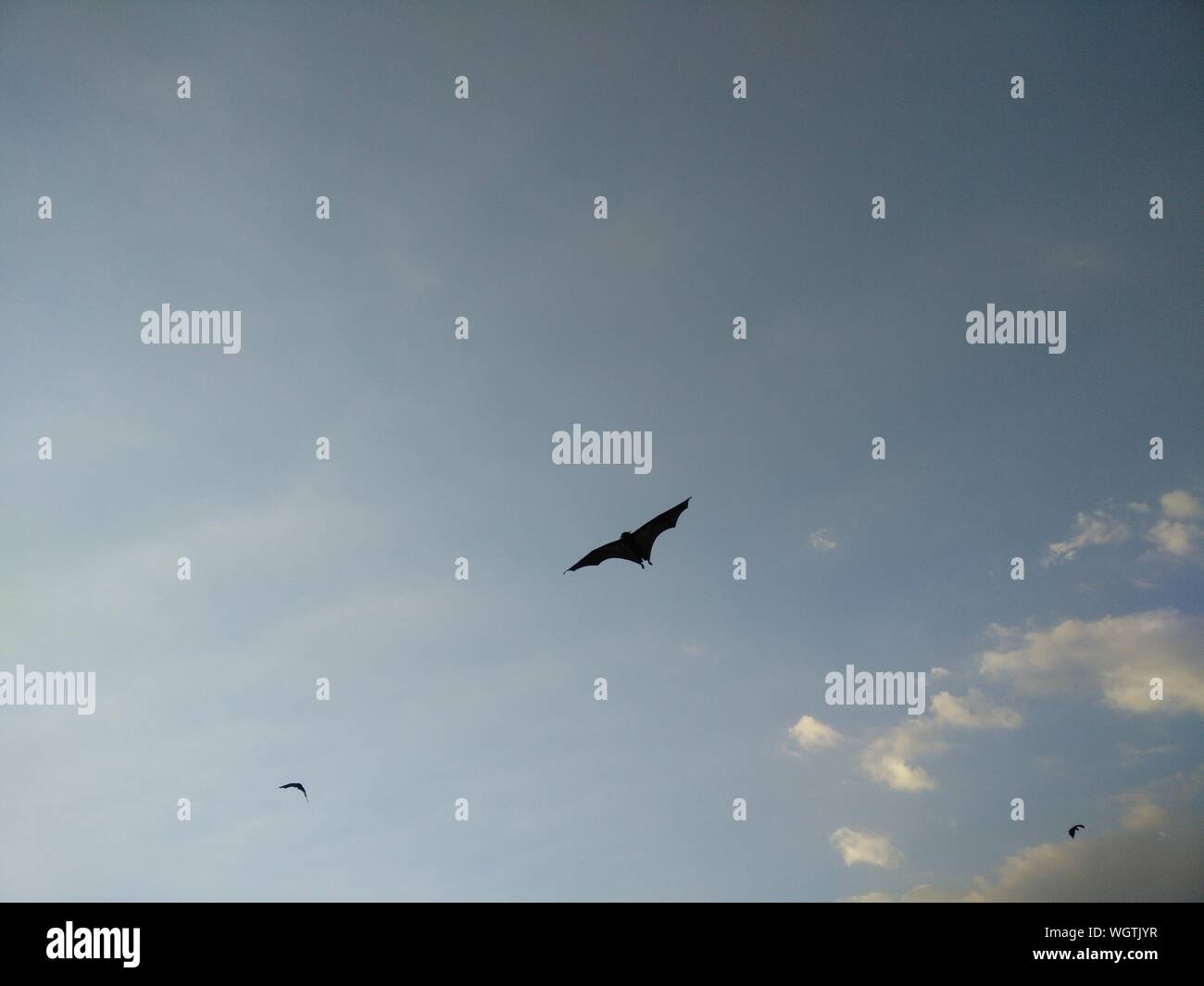 Bats sky hi-res stock photography and images - Alamy