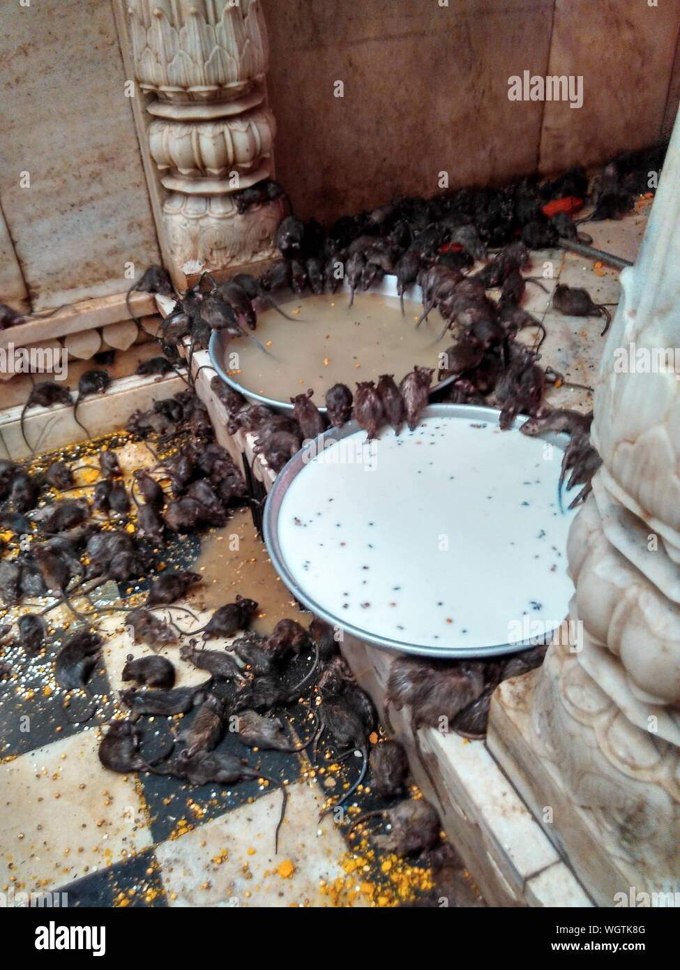 Rats temple hi-res stock photography and images - Alamy