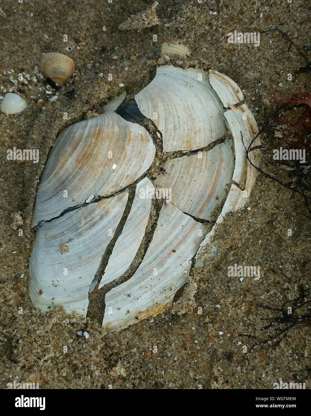 Broken seashell hi-res stock photography and images - Alamy