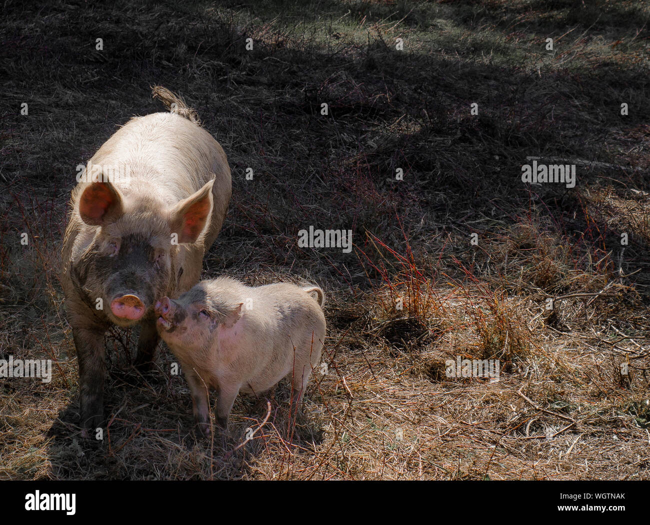 Adult Pigs Stock Photos & Adult Pigs Stock Images - Alamy