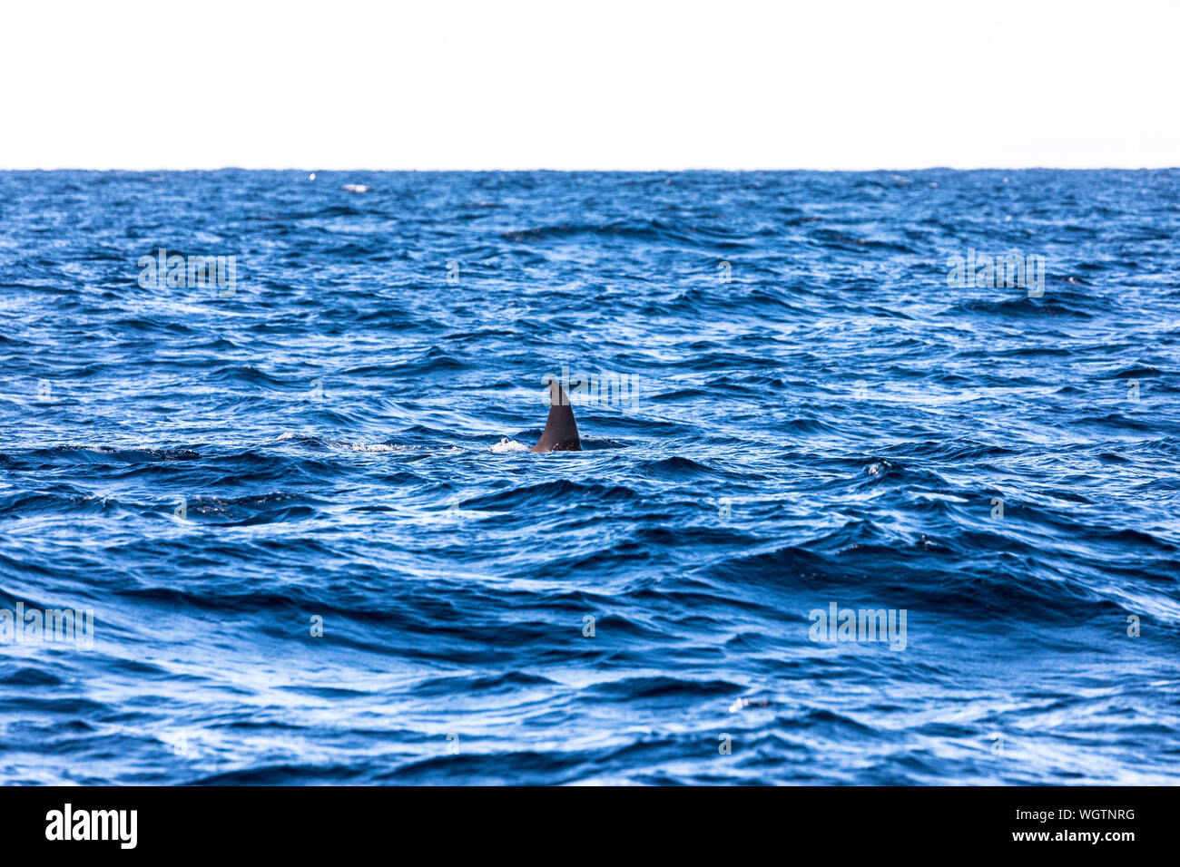 Whale fin hi-res stock photography and images - Alamy