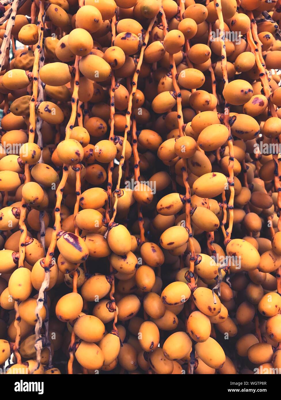 Dates tree growing hi-res stock photography and images - Alamy