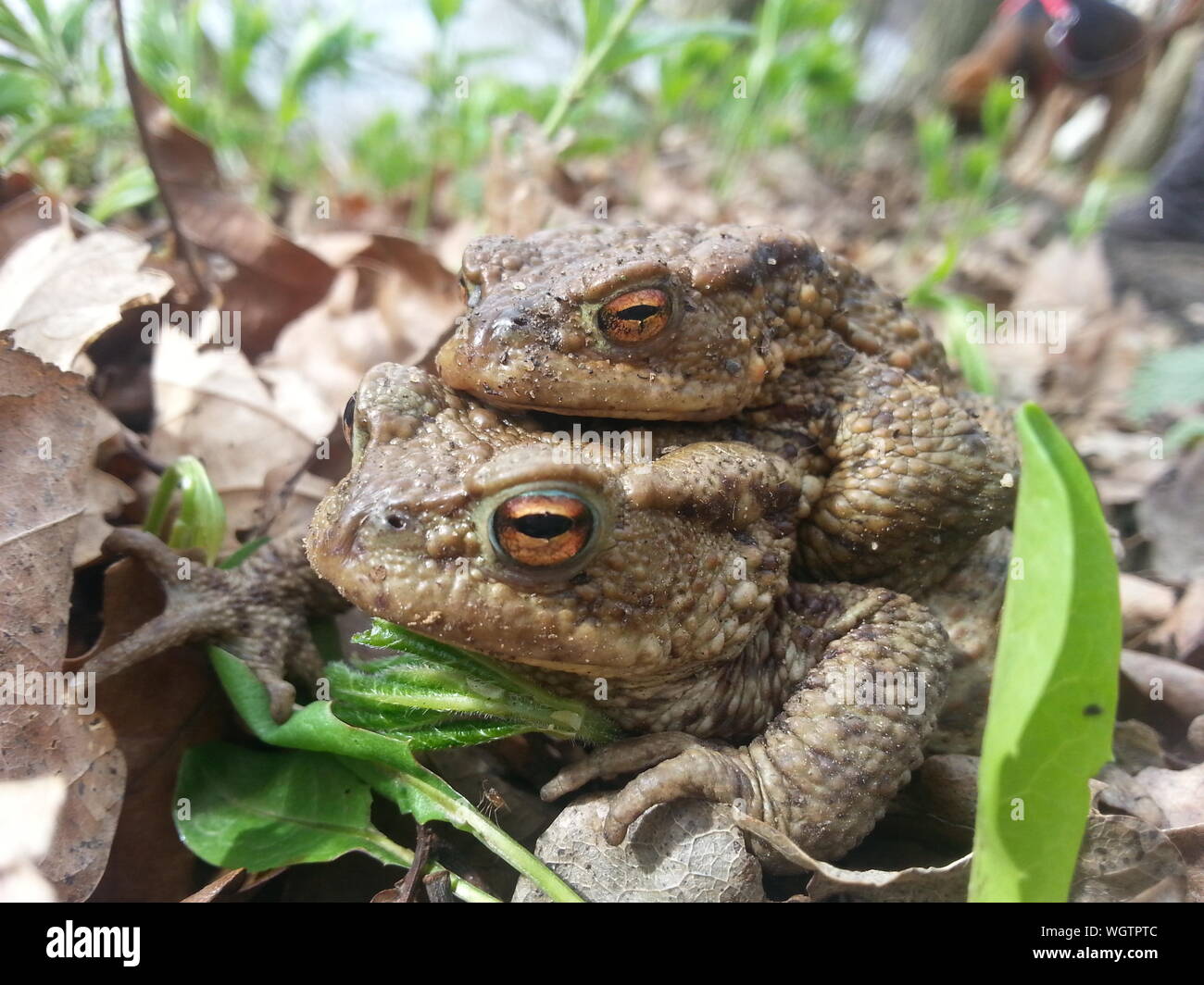 Common toads two hi-res stock photography and images - Alamy
