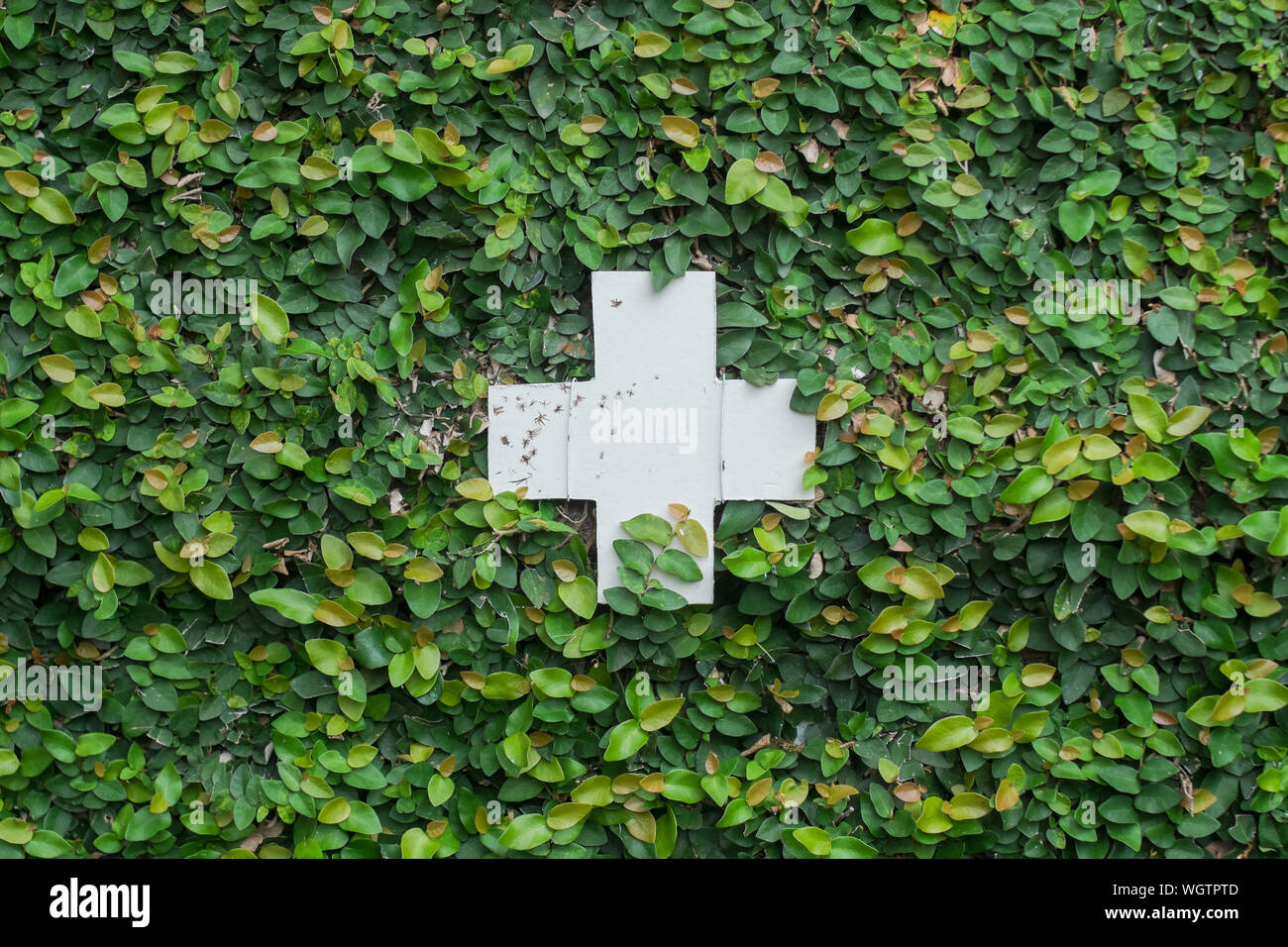 Ivy tree hi-res stock photography and images - Alamy