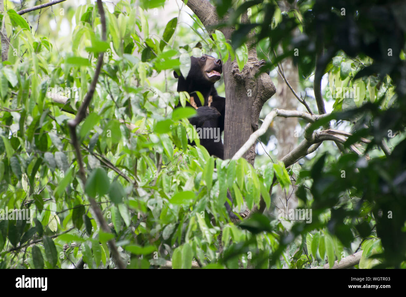 Sun bear tree hi-res stock photography and images - Alamy