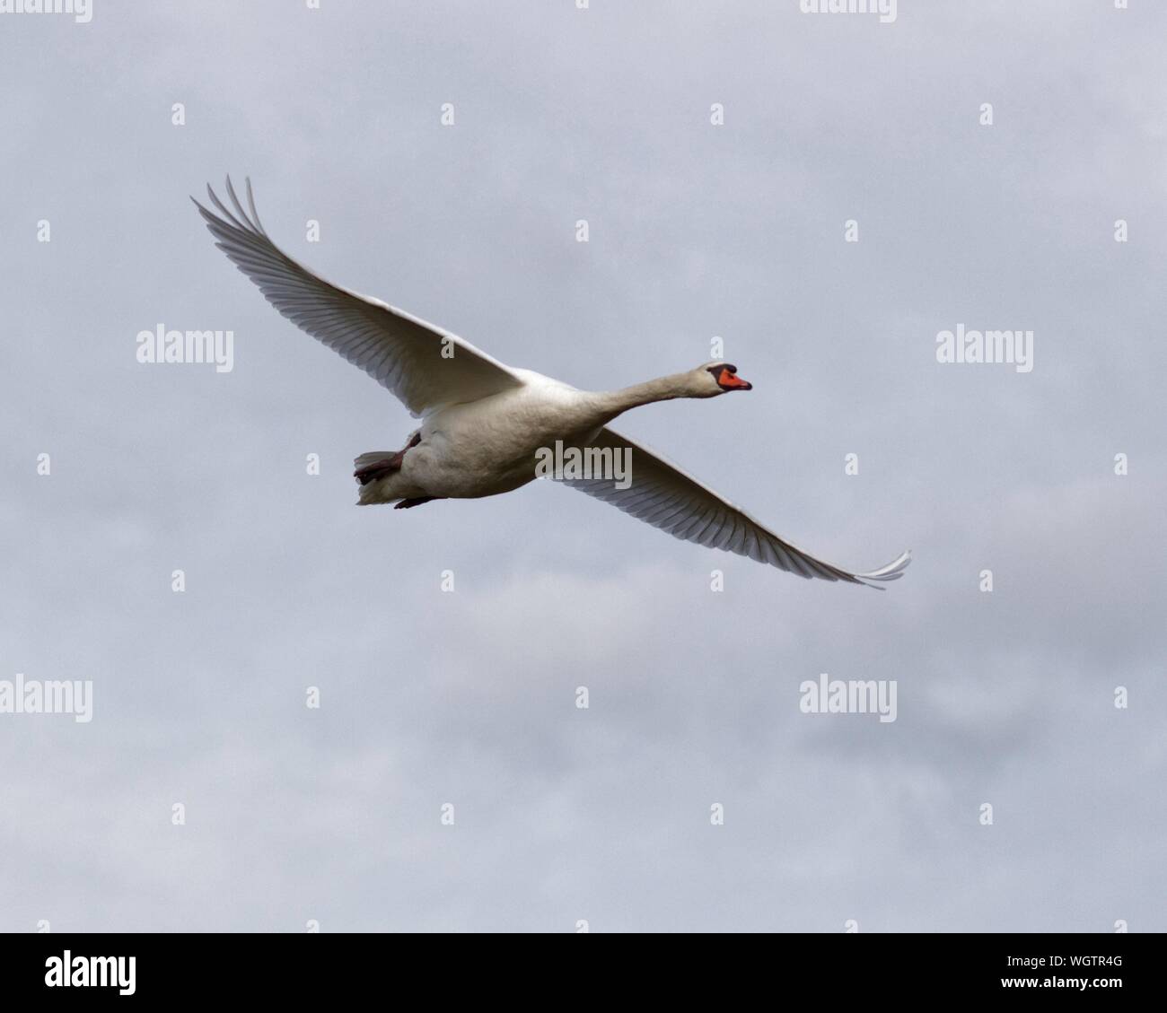 Swan Flying Low High Resolution Stock Photography and Images - Alamy