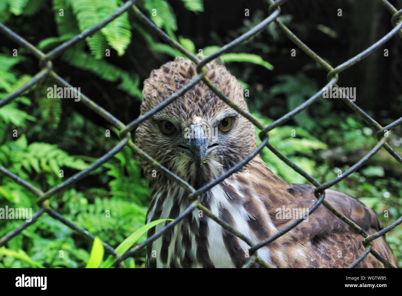 Trapped bird hi-res stock photography and images - Alamy