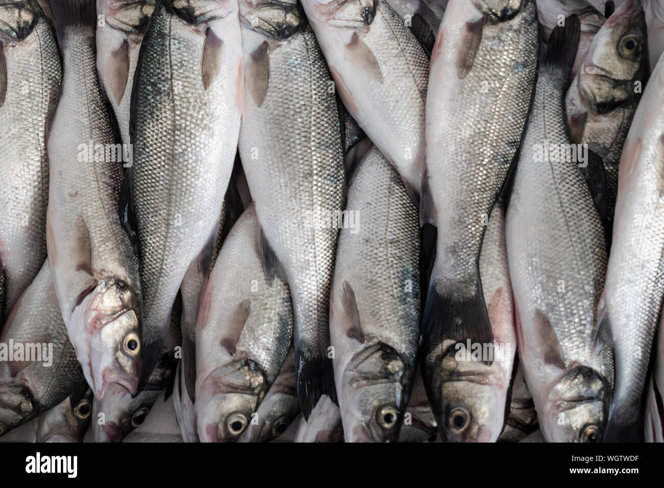 Freshly caught Sea Bass fish inside a container ready to put ice Stock ...