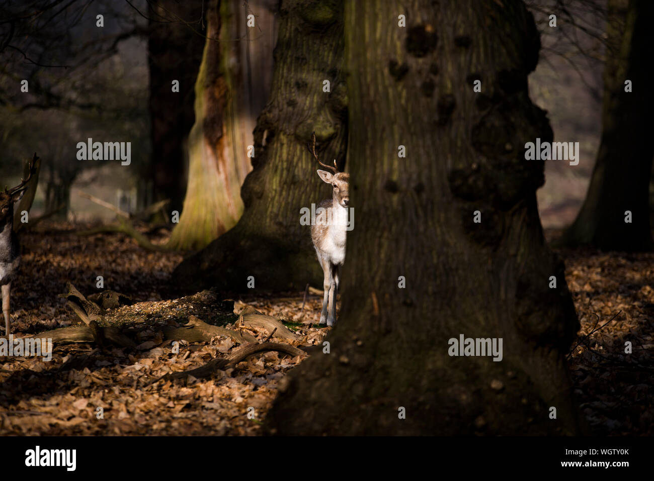 Deer Behind Tree High Resolution Stock Photography and Images - Alamy