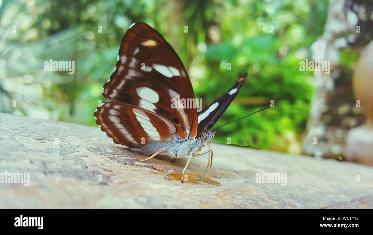 Marble markings hi-res stock photography and images - Alamy