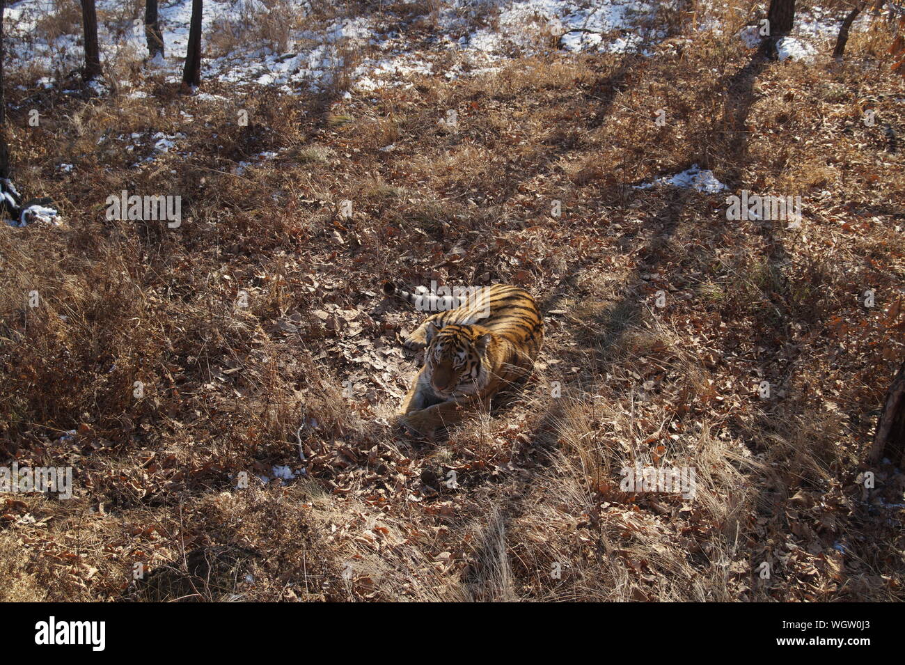 Animal sleeping winter hi-res stock photography and images - Alamy