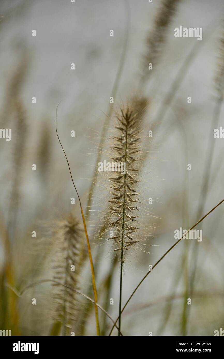 Dry Reed High Resolution Stock Photography and Images - Alamy
