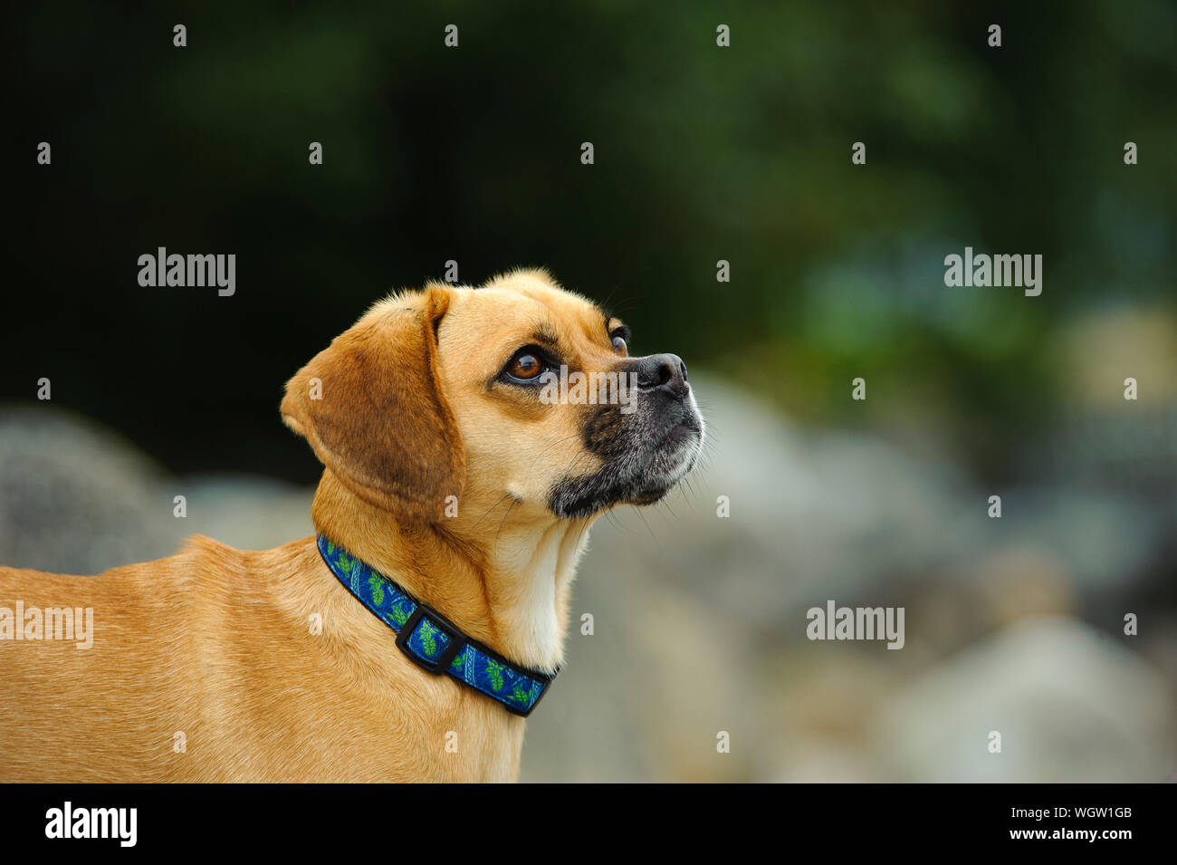Puggle dog hi-res stock photography and images - Alamy