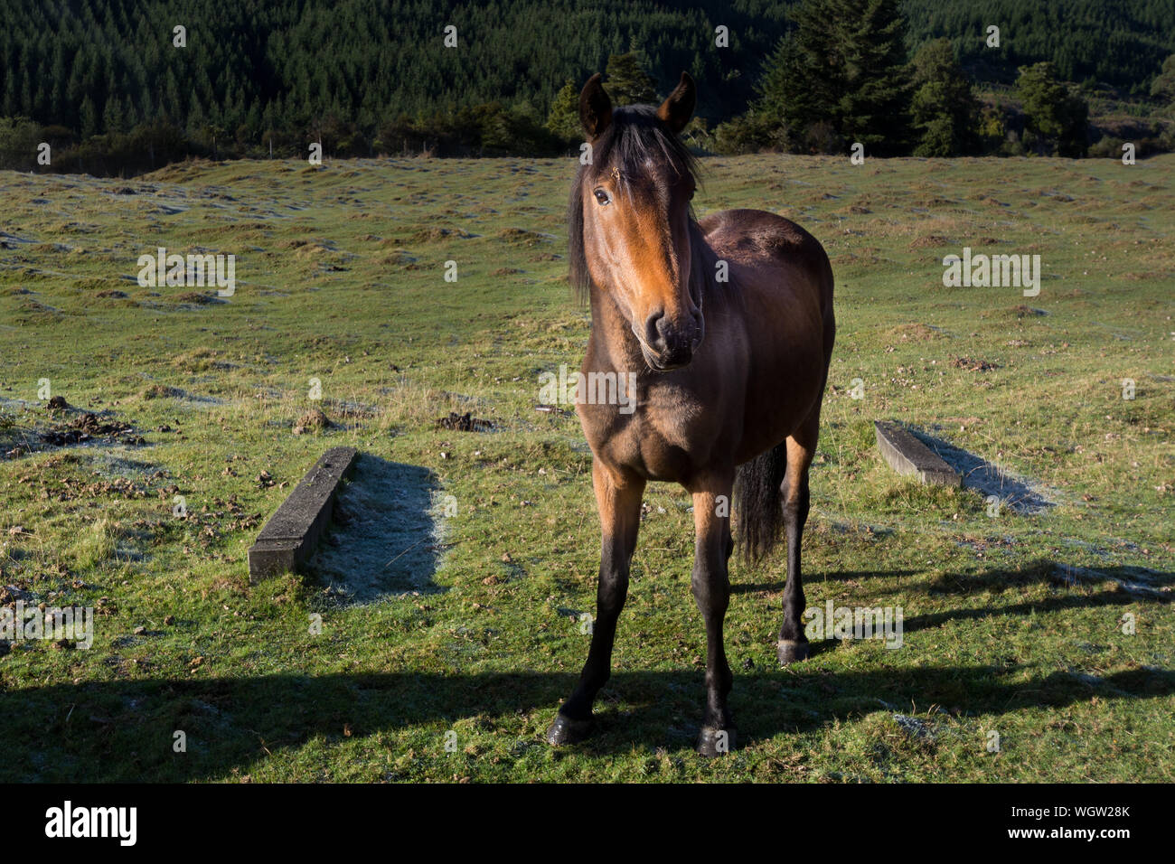 Horse and landscape hi-res stock photography and images - Alamy