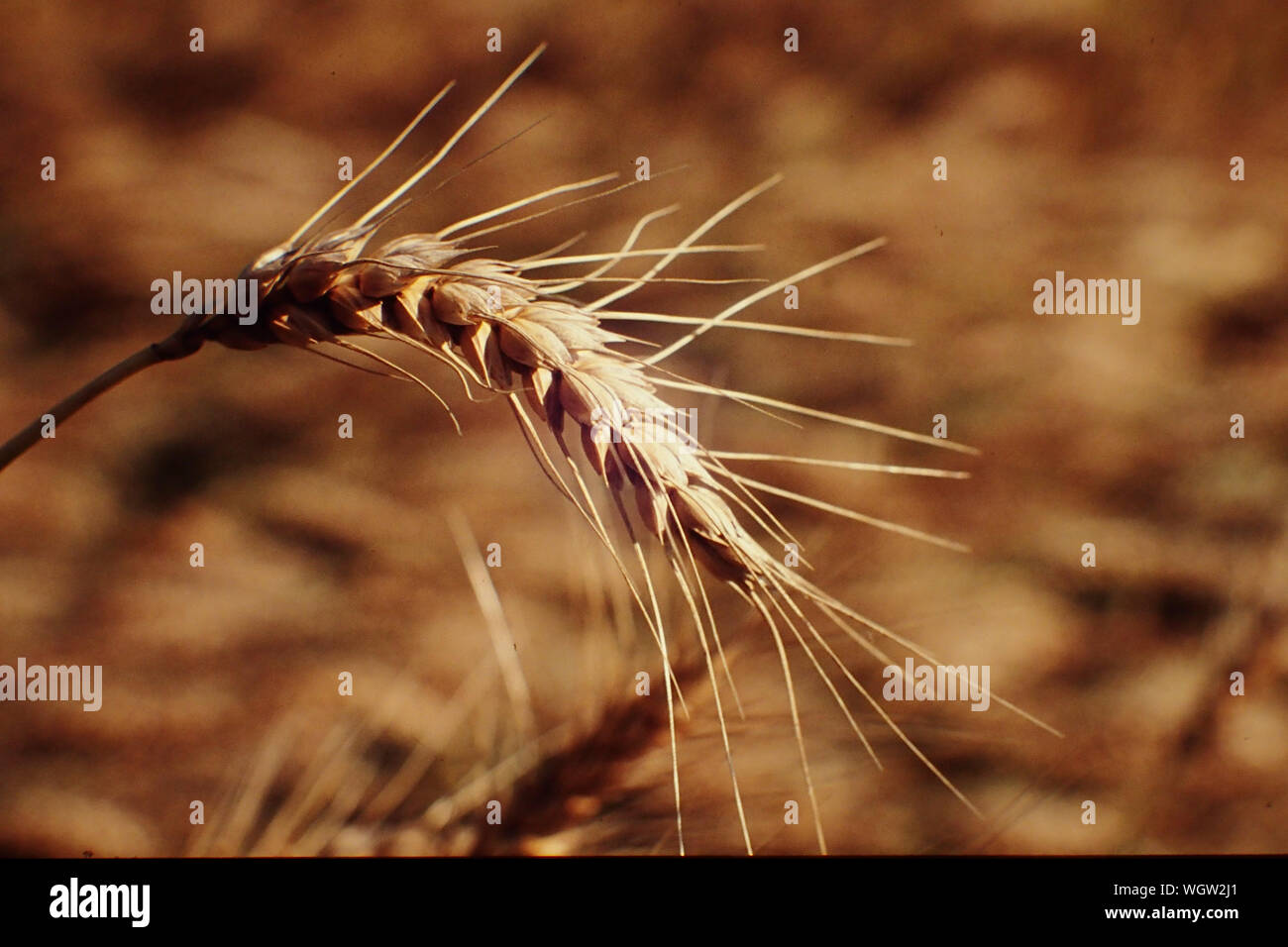 Dried wheat plant hi-res stock photography and images - Alamy