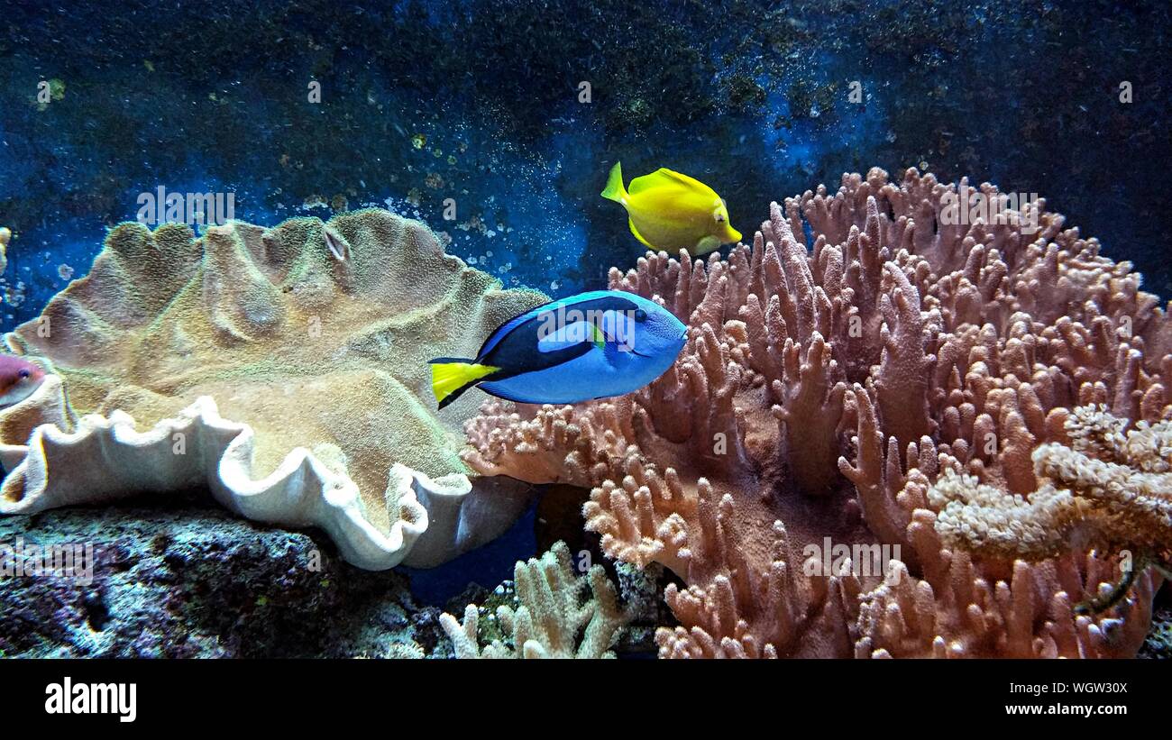 Two fish underwater hi-res stock photography and images - Alamy