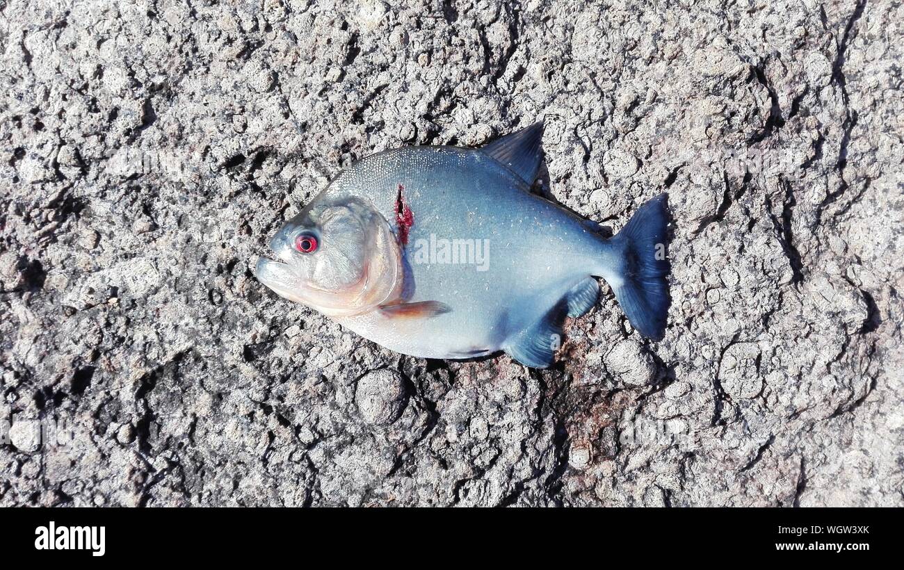 Dead Fish On Rock High Resolution Stock Photography and Images - Alamy