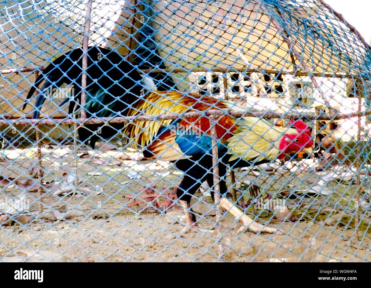 Chicken behind the fence hi-res stock photography and images - Alamy