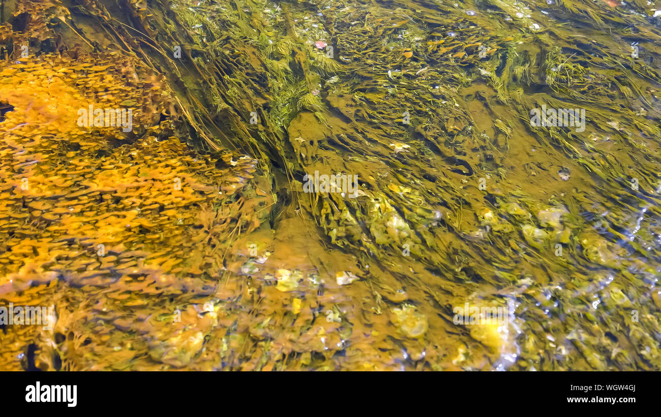 cyanobacteria and algae in runoff water from a hot spring in ...