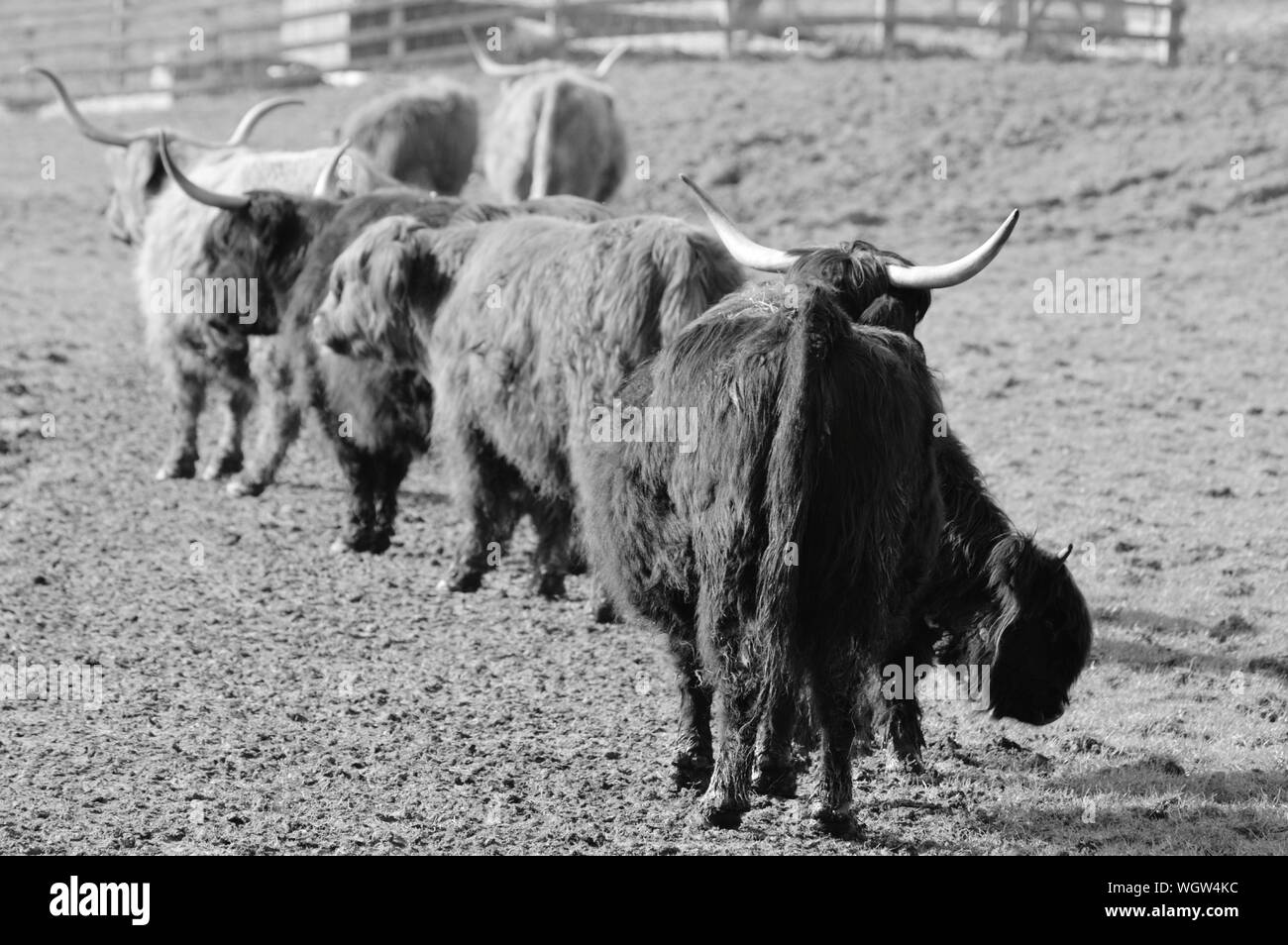 Rear Cattle High Resolution Stock Photography and Images - Alamy
