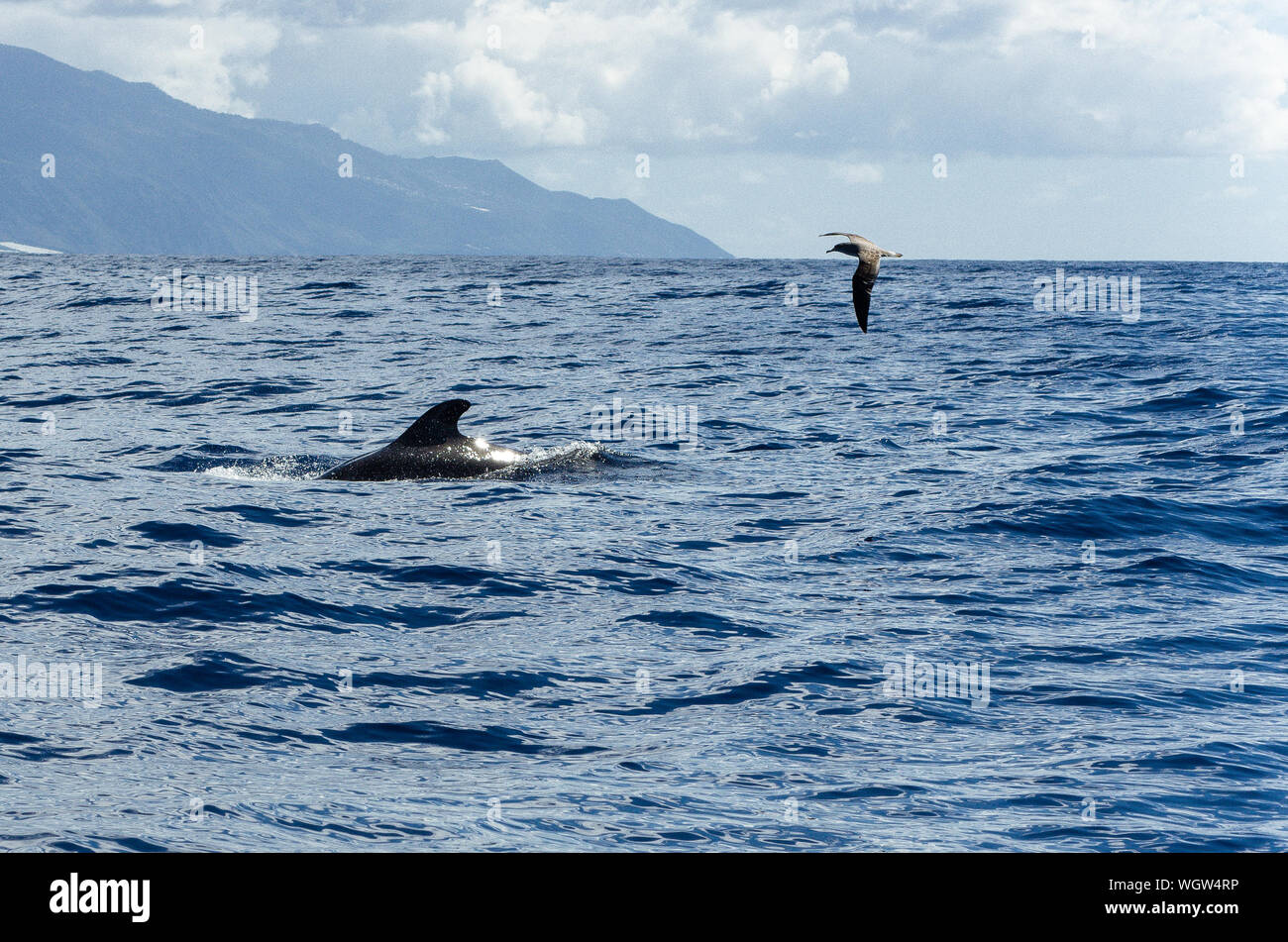 Flying Dolphin High Resolution Stock Photography and Images - Alamy