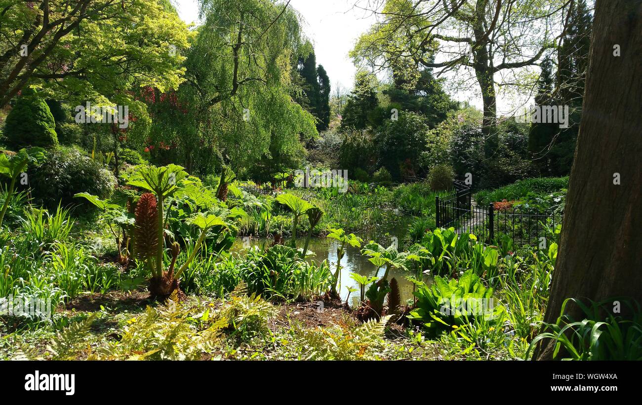 Fletcher moss botanical hi-res stock photography and images - Alamy