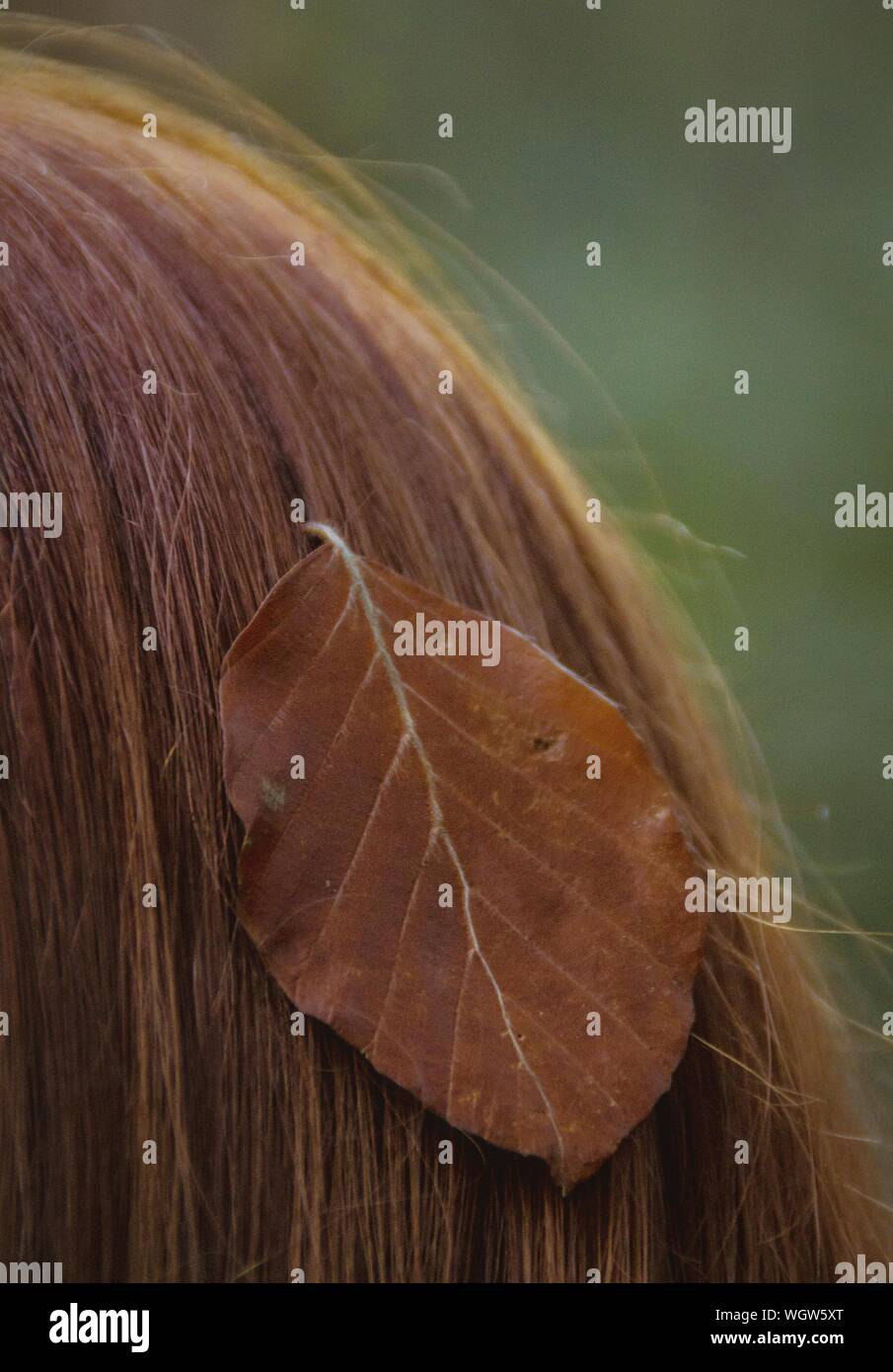 Hair leaf hi-res stock photography and images - Alamy