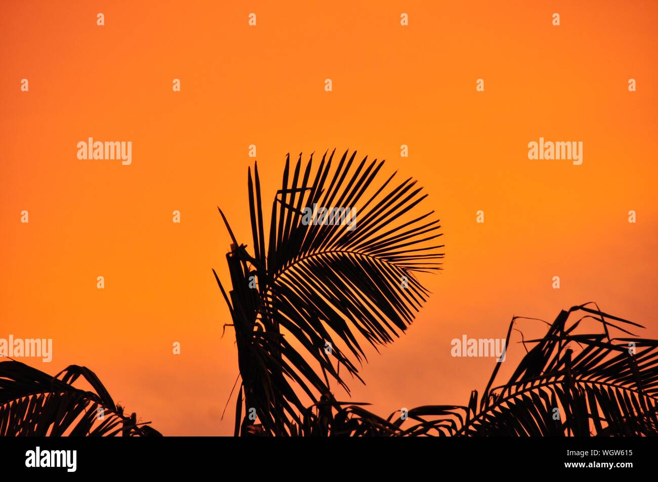 Palm tree fronds growth hi-res stock photography and images - Alamy