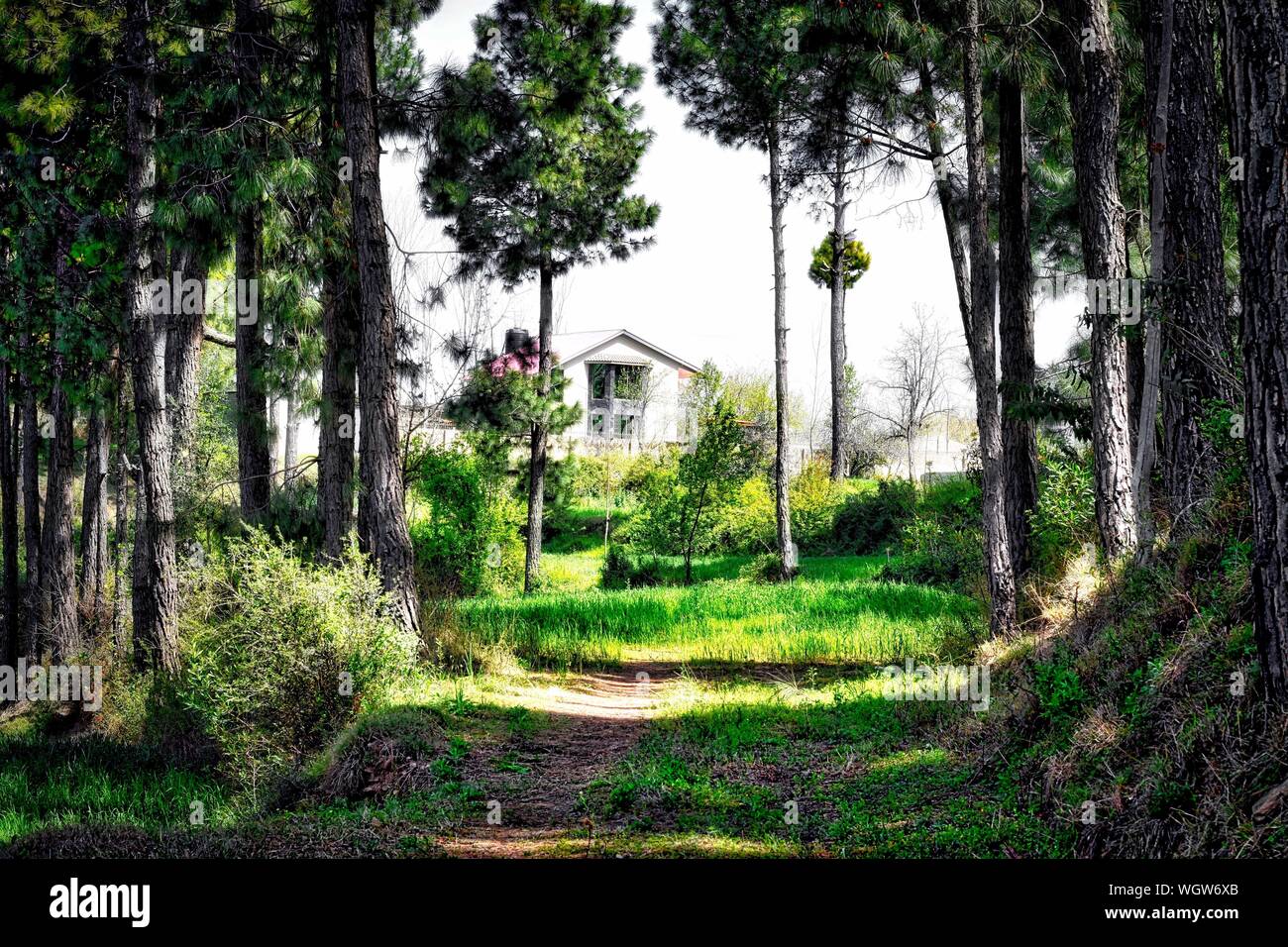 Idyllic forest hi-res stock photography and images - Alamy