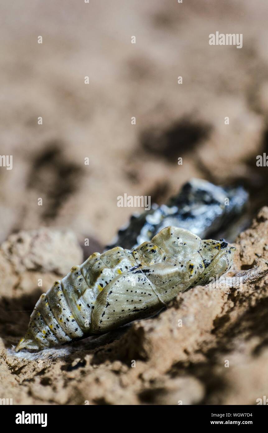 Pupa shell hi-res stock photography and images - Alamy