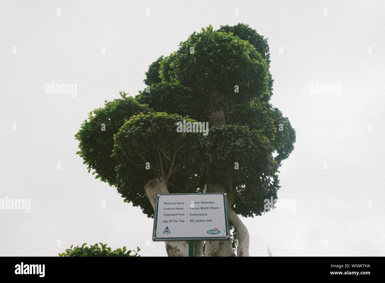 HYDERABAD,INDIA - 26 AUGUST 2019 ficus multi-stem plant at durgam ...