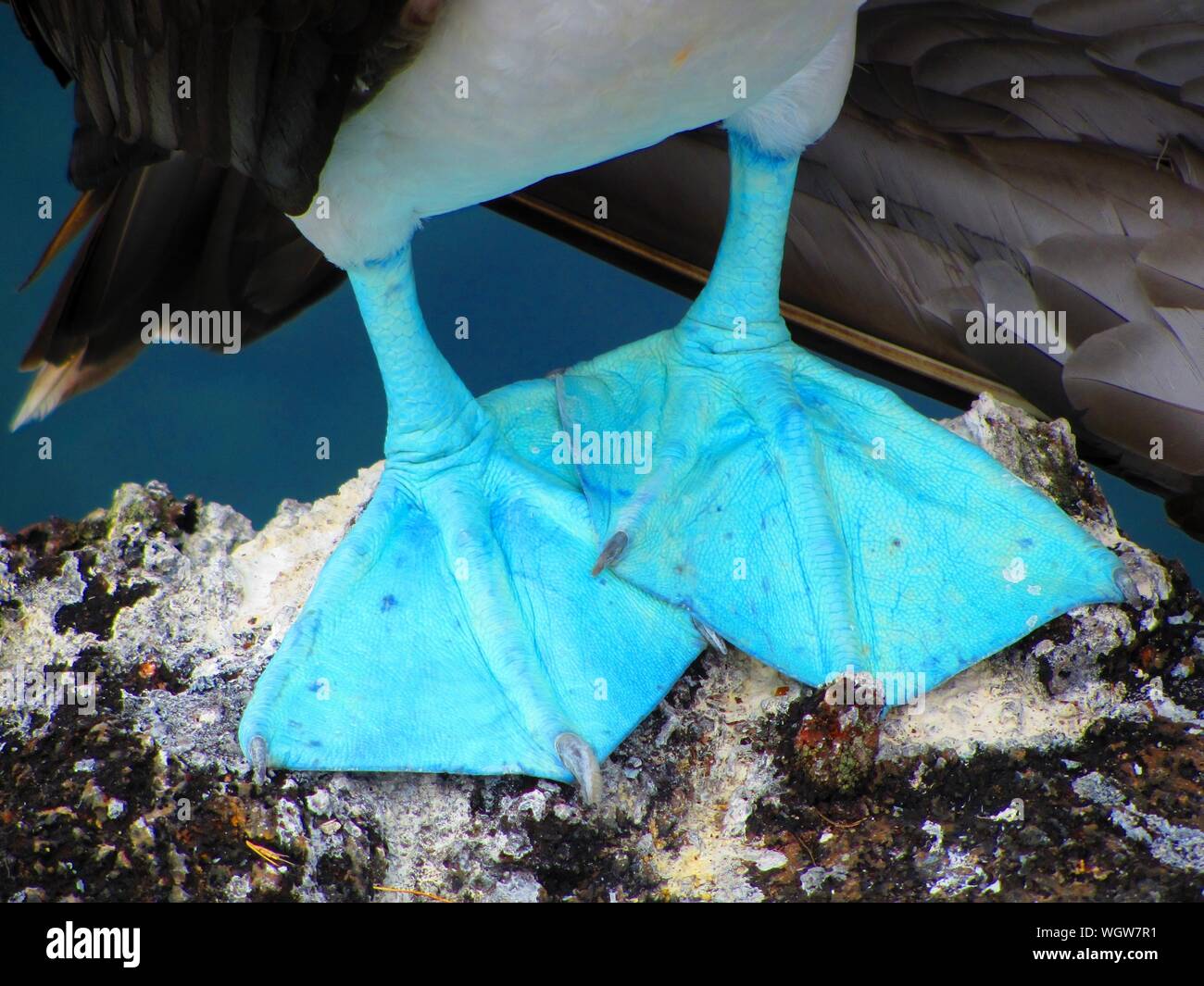 The feet blue footed booby hi-res stock photography and images - Alamy