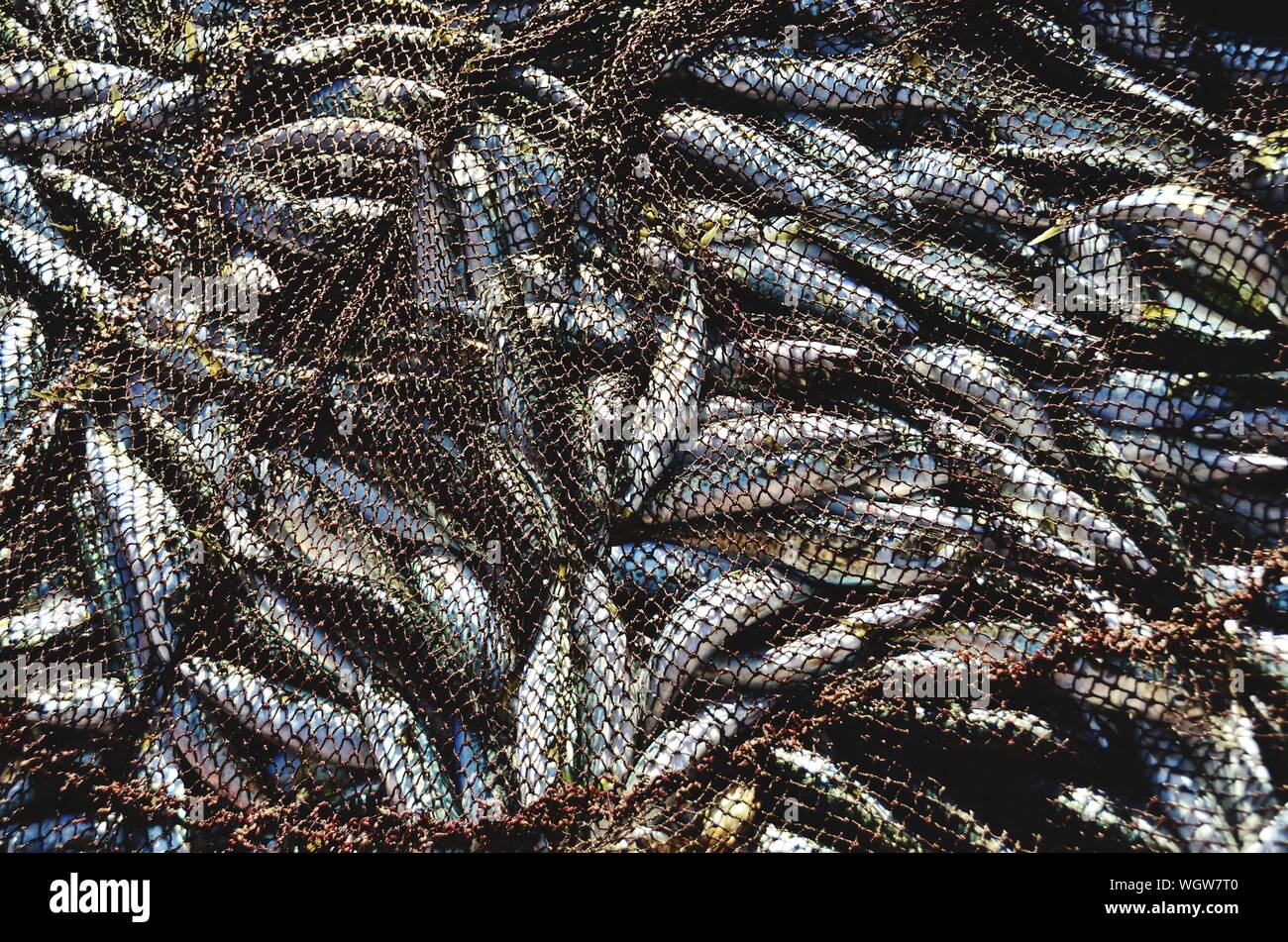 Net Full Of Fish High Resolution Stock Photography and Images - Alamy