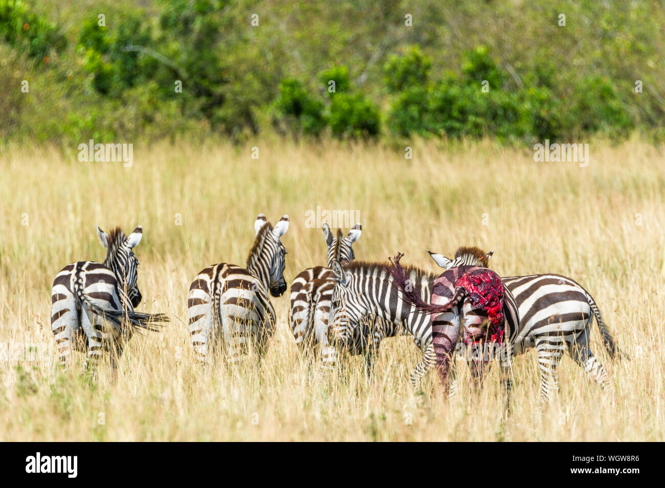 Safety zebras hi-res stock photography and images - Alamy