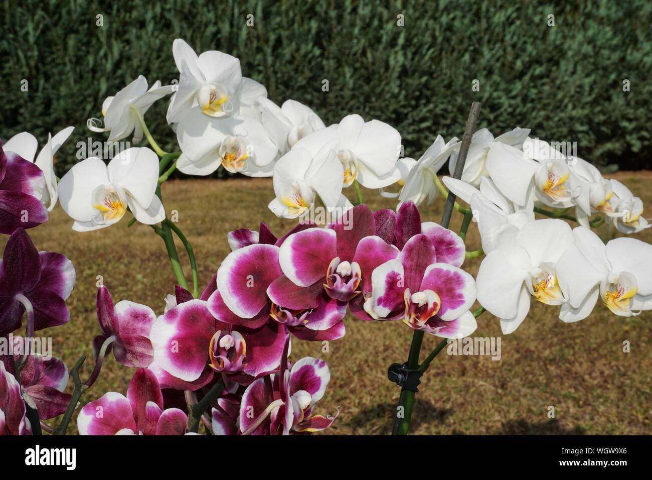 Orchids growing hi-res stock photography and images - Alamy