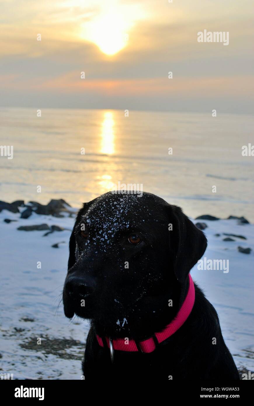 Black Labrador Snow High Resolution Stock Photography and Images - Alamy