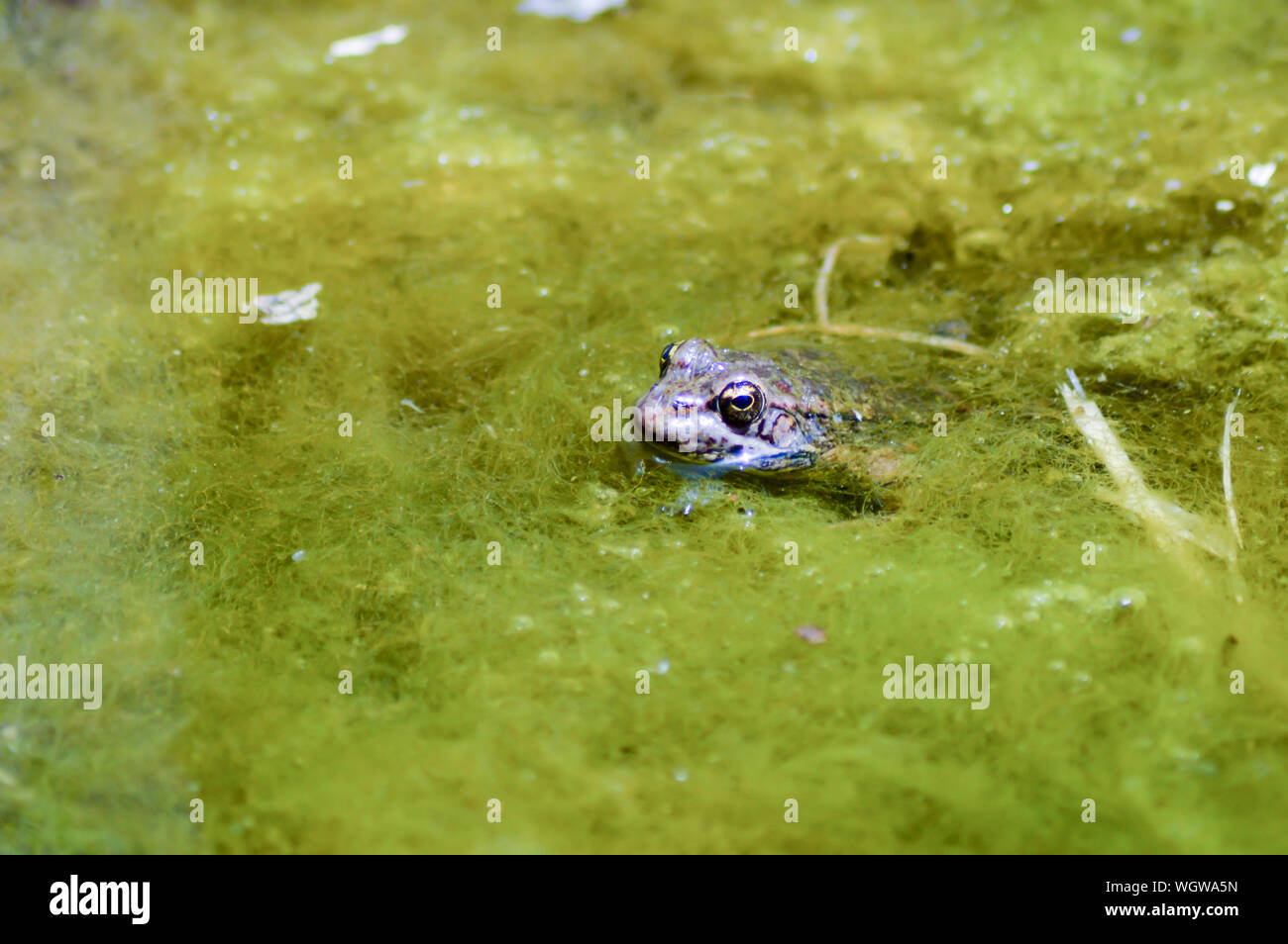 Pond algae hi-res stock photography and images - Alamy