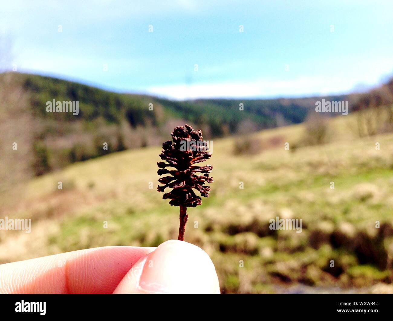 One dry flower hi-res stock photography and images - Alamy