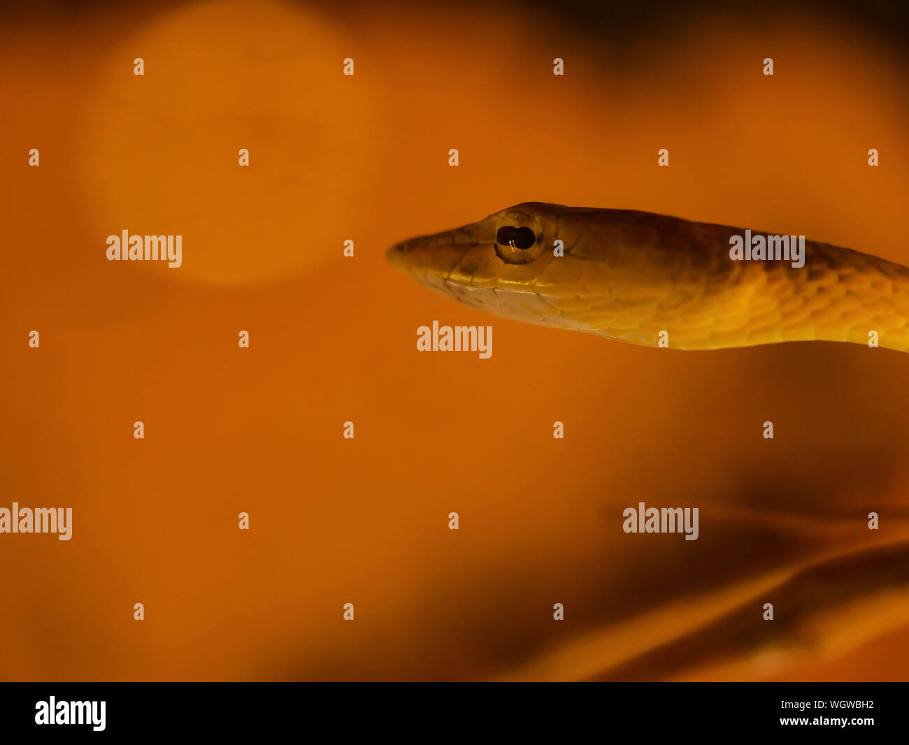 Snake Swimming Underwater Wildlife High Resolution Stock Photography ...