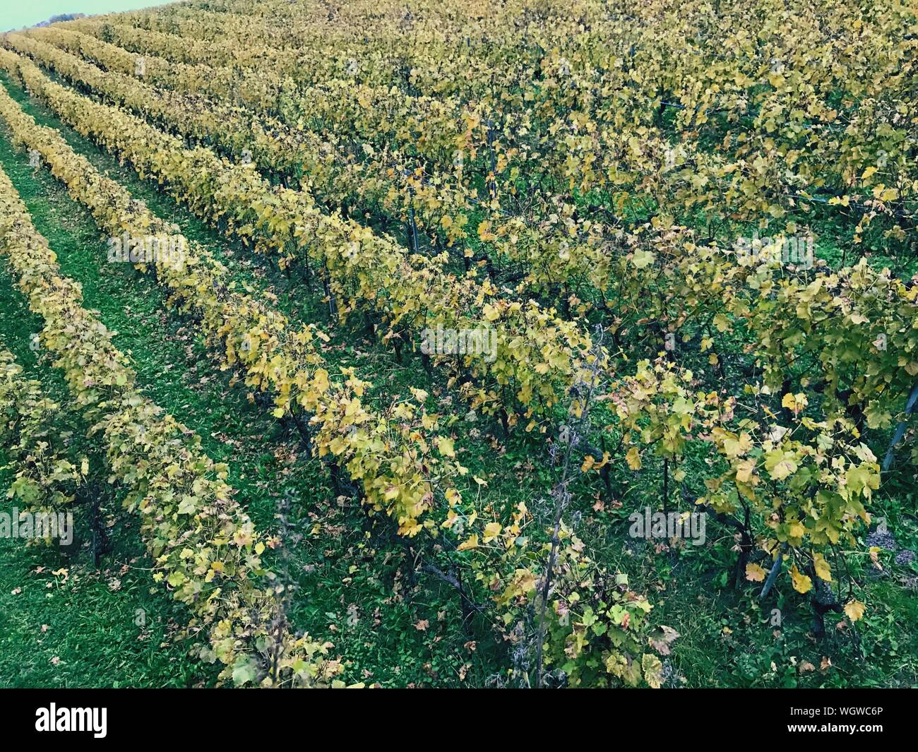 Crops Growing On Field Stock Photo - Alamy