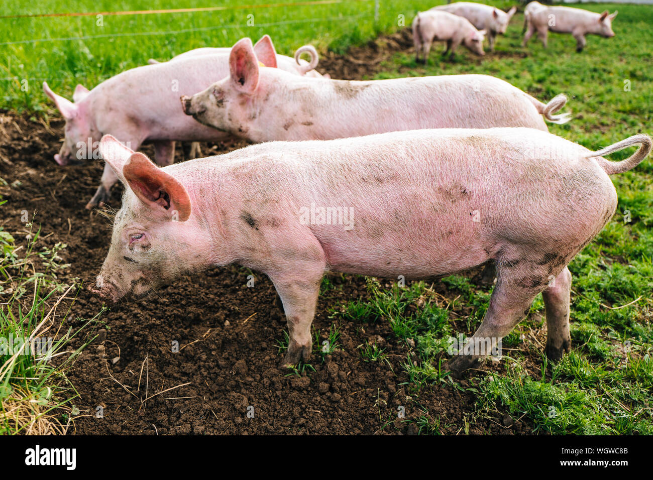 Pig grass hi-res stock photography and images - Alamy