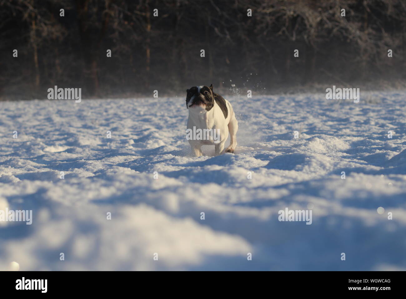 Dog winter snow running hi-res stock photography and images - Alamy
