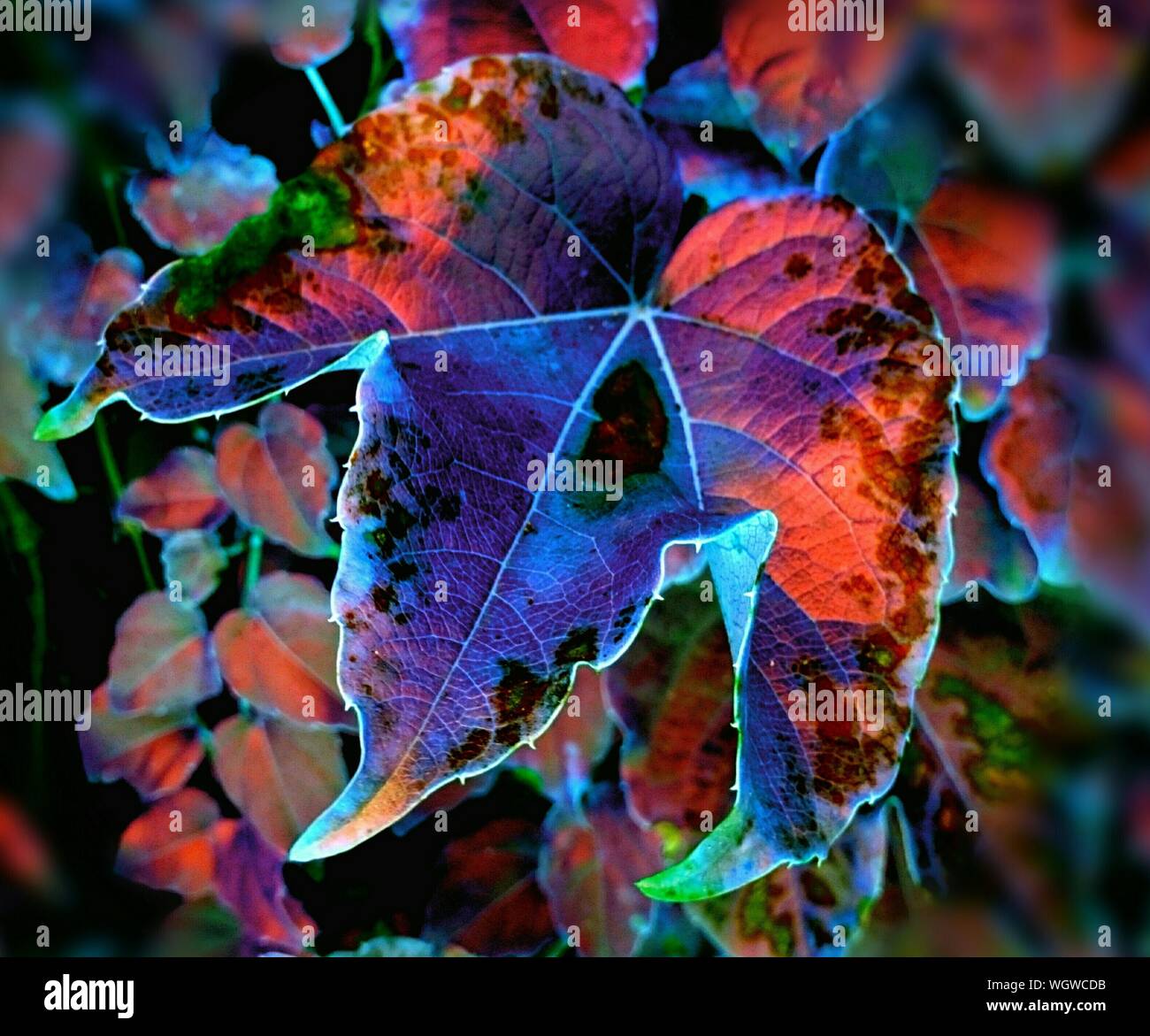 Rotting leaf hi-res stock photography and images - Alamy