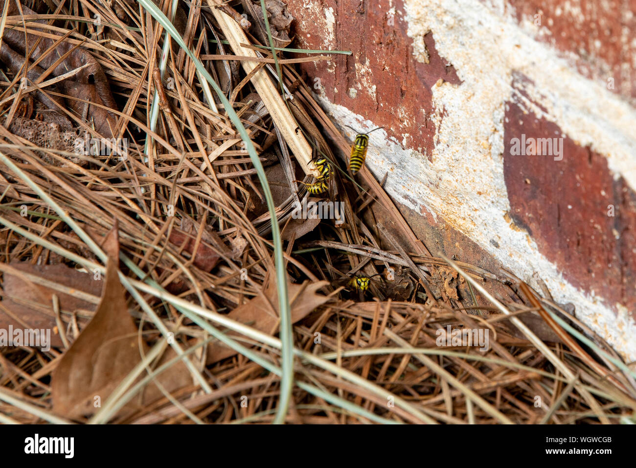 Ground wasp hi-res stock photography and images - Alamy