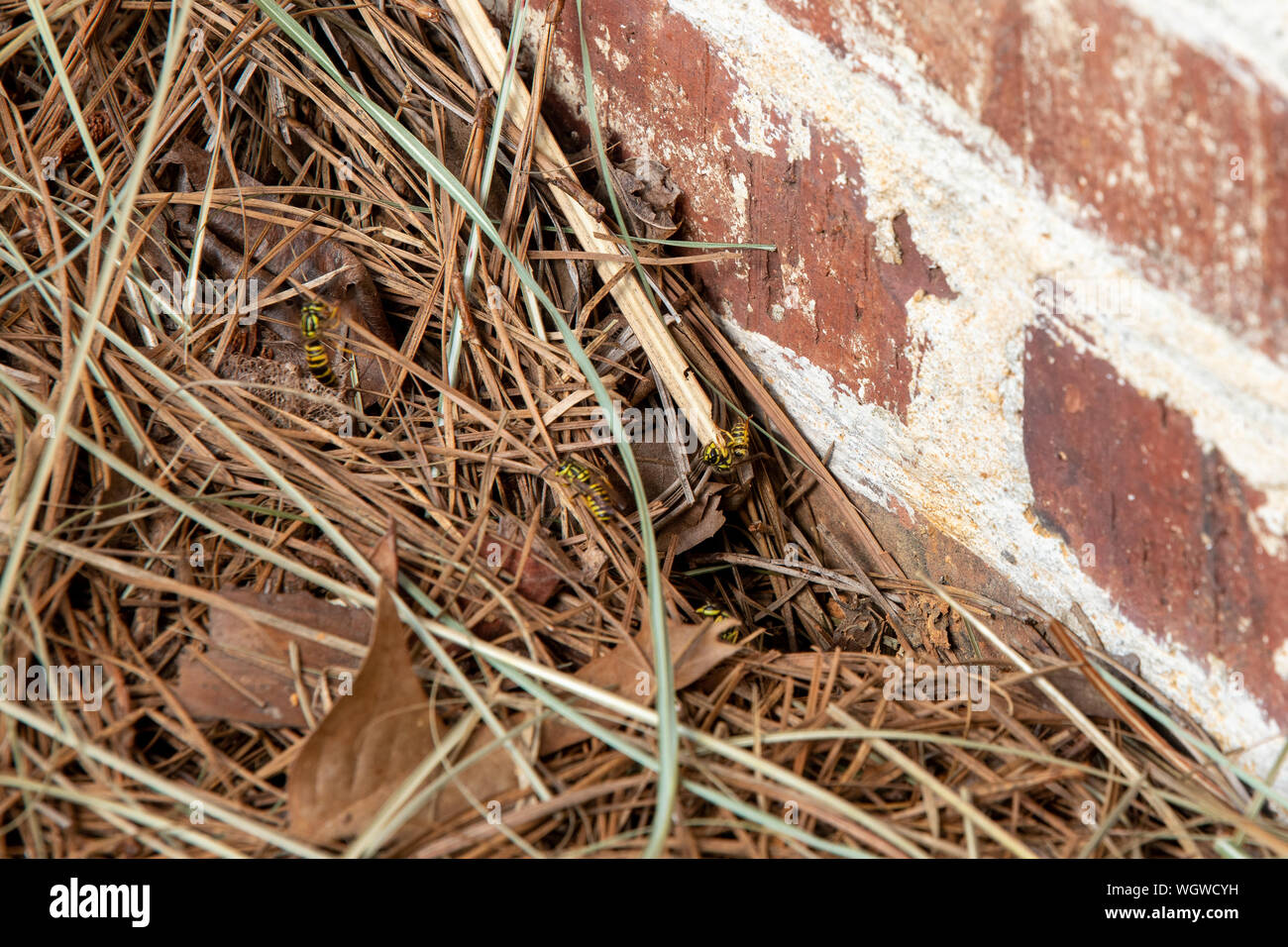 Ground wasp hi-res stock photography and images - Alamy
