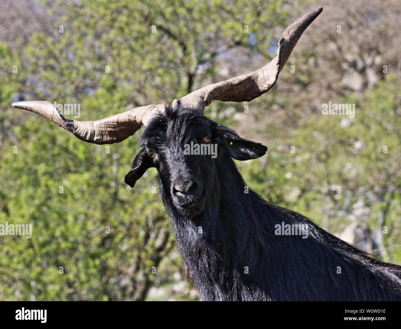 Black goat hi-res stock photography and images - Alamy