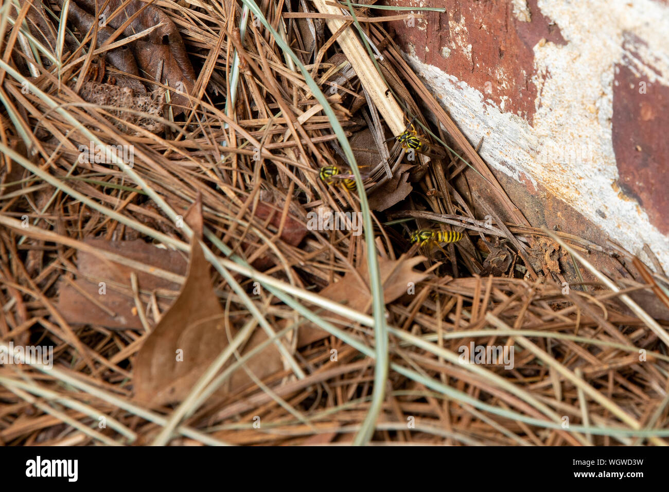Yellow jacket nest underground hi-res stock photography and images - Alamy